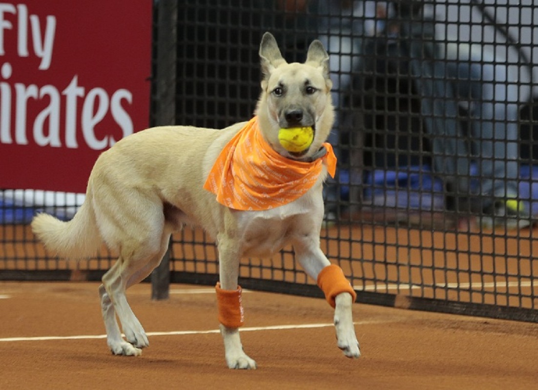 Ball Dogs; perros peloteros, unidos por una causa