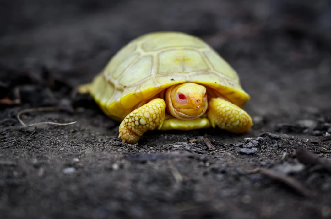La primera tortuga albina de la historia nació en Suiza