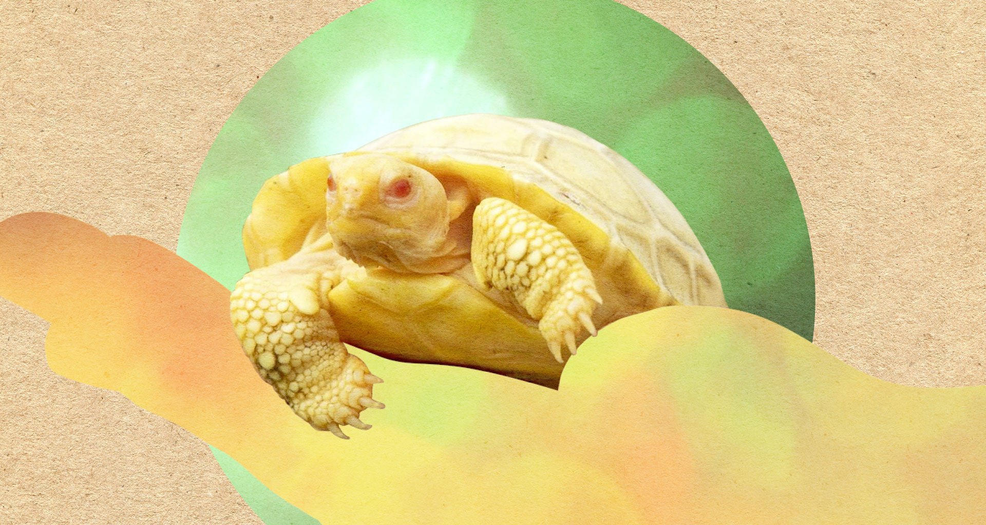 La primera tortuga albina de la historia nació en Suiza
